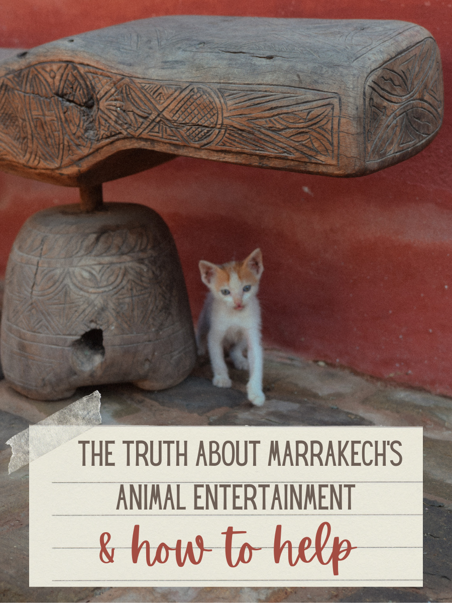 The truth about Marrakech’s animal entertainment and how to help ...