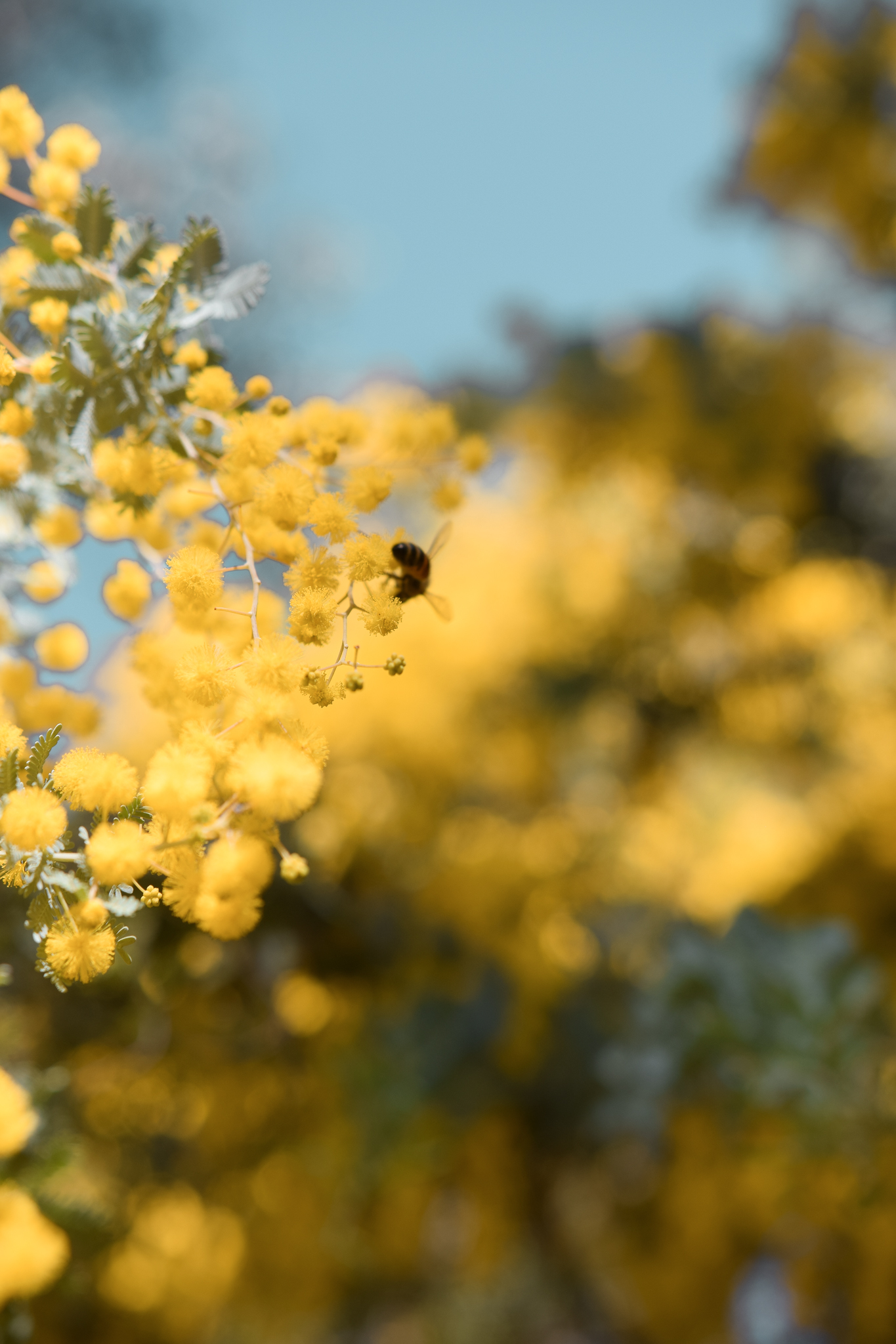 Wonderful winter wattles – Wander Mak