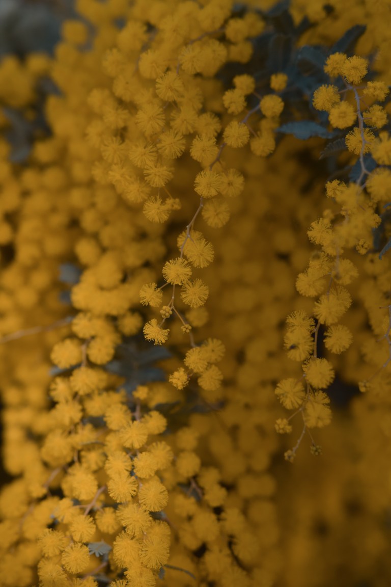 Wonderful winter wattles – Wander Mak