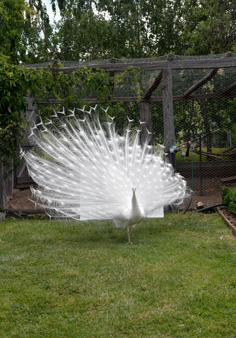 Rosedale Farm: Visiting Australia’s most instagramable property ...